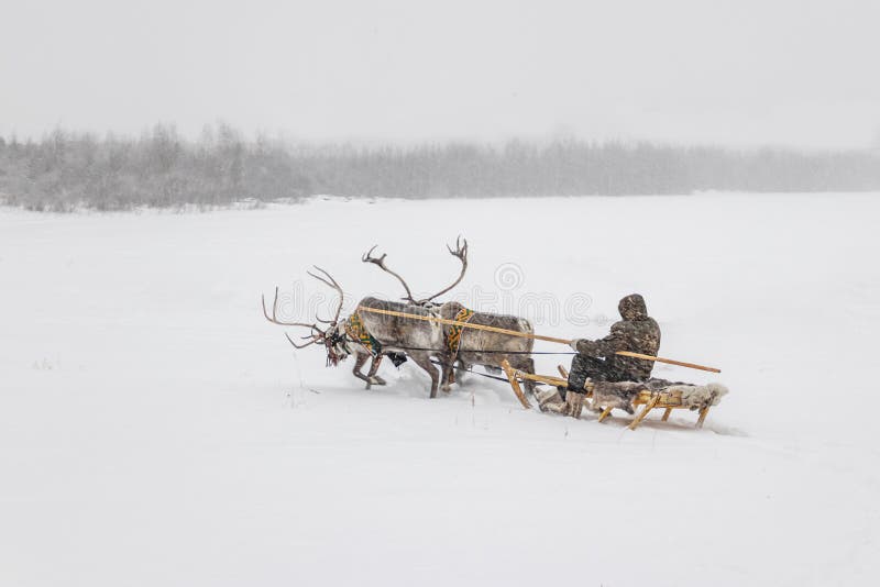 Reindeer Team of Nenets Reindeer Herders on Vacation in the Tundra of ...