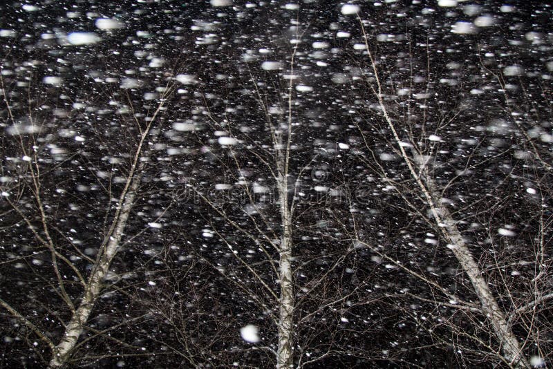Blizzard, Snowfall with Wind. Snowy Winter Night. Trees, Snow Falling ...