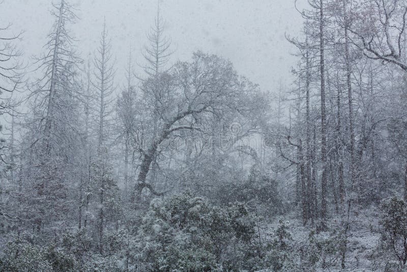 Blizzard stock image. Image of fresh, nature, hiking - 134998617