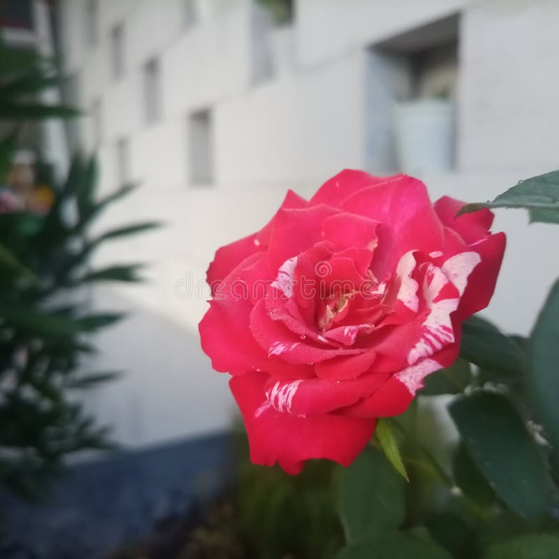 Blo stock image. Image of flower, flowers, pink, blossom - 268272685