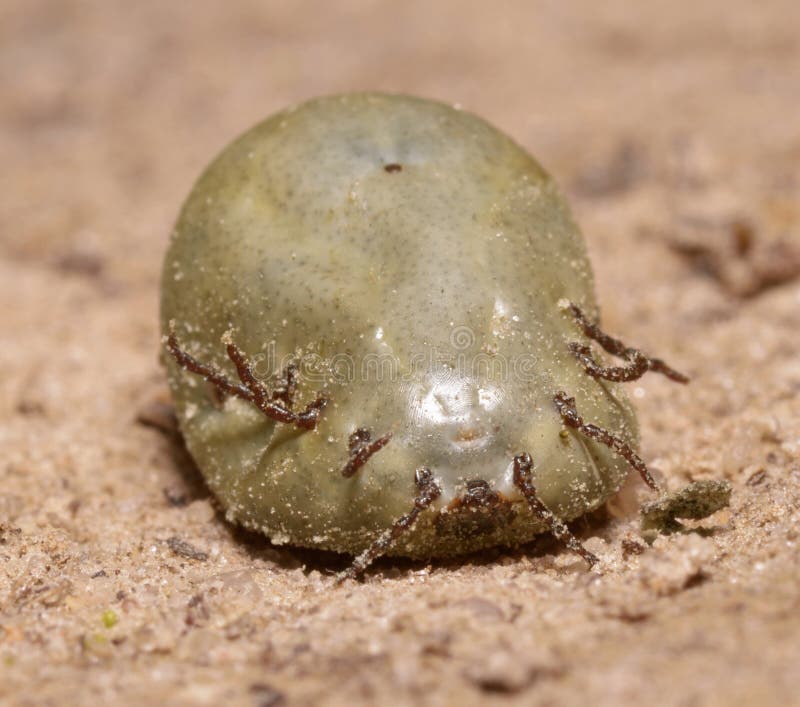 Bloated, Full of Blood Hard-bodied Tick Ixodes Lying on the Ground ...