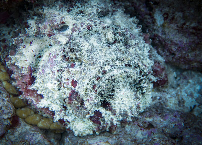 Bloated Stonefish Stock Photos - Free & Royalty-Free Stock Photos from ...