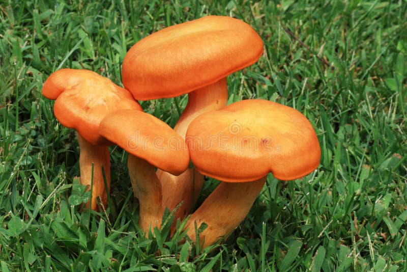 Bloc Orange De Champignon De Couche Image stock - Image: 21133583