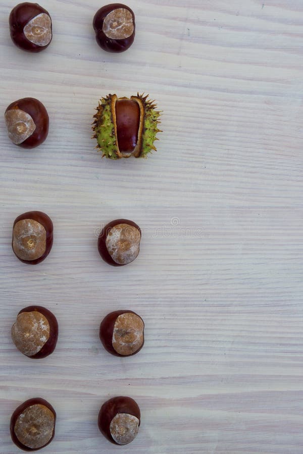Block 10 European Chestnuts Stock Photos - Free & Royalty-Free Stock ...