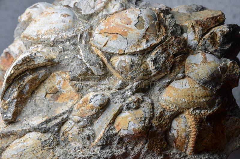 Big lemon fruit stock photo. Image of leaves, background - 18315106