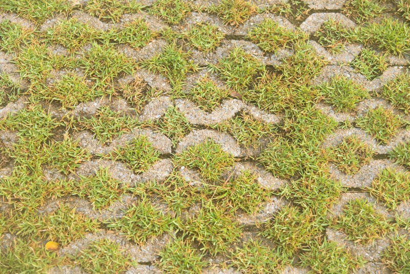 Block Walk Path in the Park with Green Grass. Stock Image - Image of ...