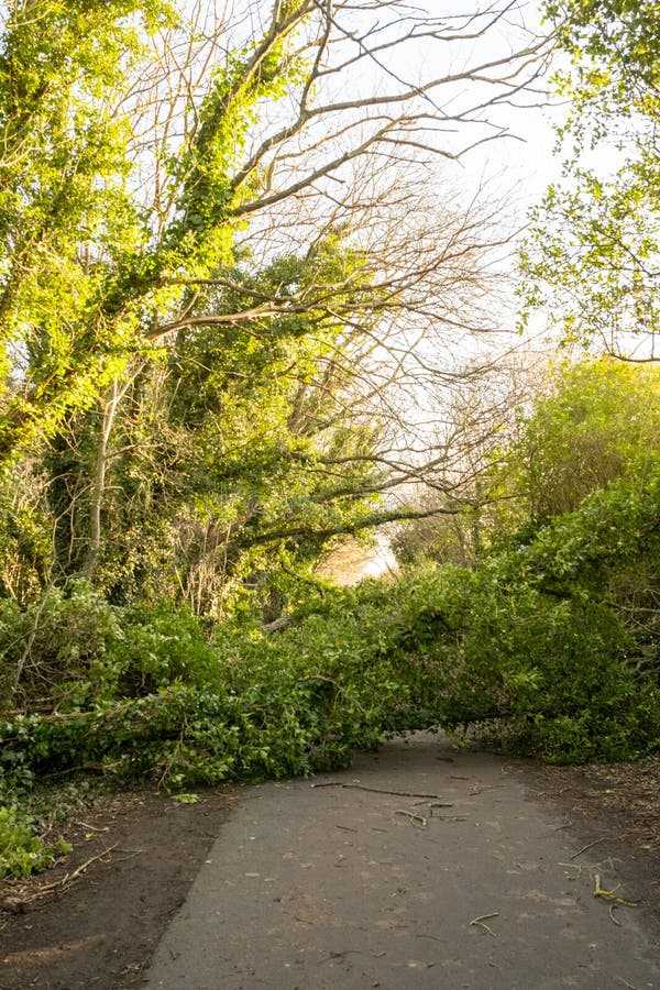 Blocked Cycle Path with Fallen Trees on Hadrians Cycleway - Route 72 ...