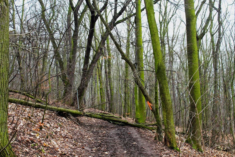 Blocked Path stock image. Image of broken, blocking, pathway - 10376231