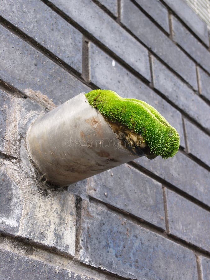 Blocked Pipe stock image. Image of pipe, moss, wall, drainage - 5933793