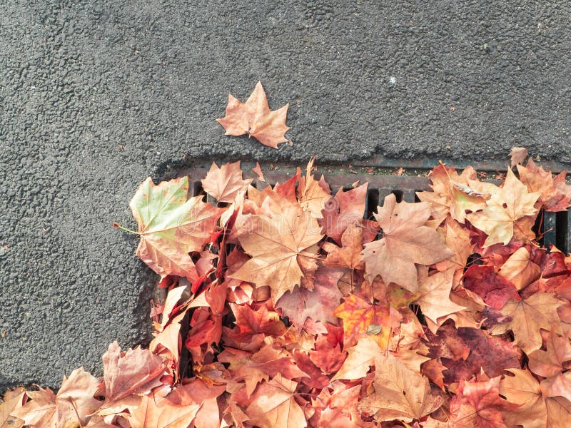 Autumn Leaves Blocking Drain Stock Photos - Free & Royalty-Free Stock ...