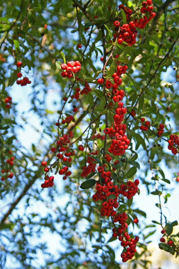 Baies Rouges Sur L Arbuste Photos Stock - Téléchargez 1,472 Photos ...