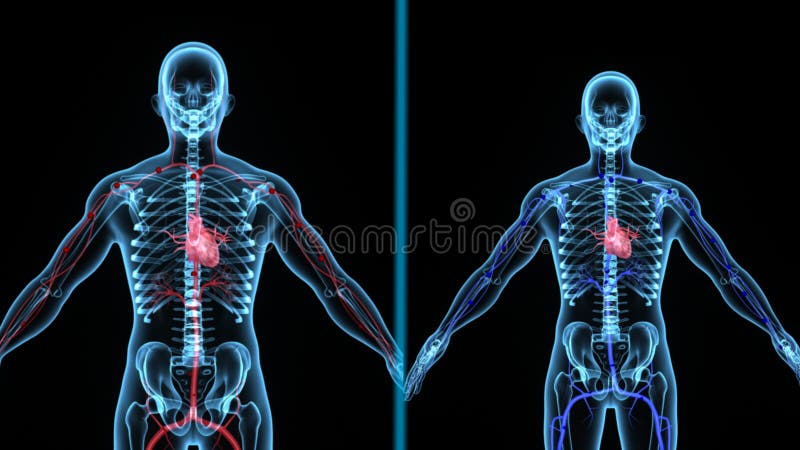 Syrsatt Blodcirkulation I Kroppen Arkivfilmer - Video av organ, rätt ...