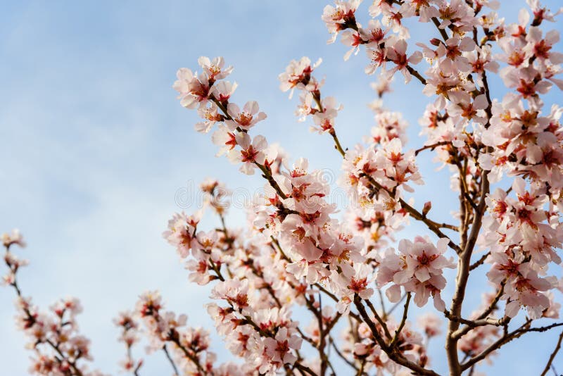 Bloeiende Amandelboom Op Akdamar-Eiland Van Lake Turkije Stock Foto ...