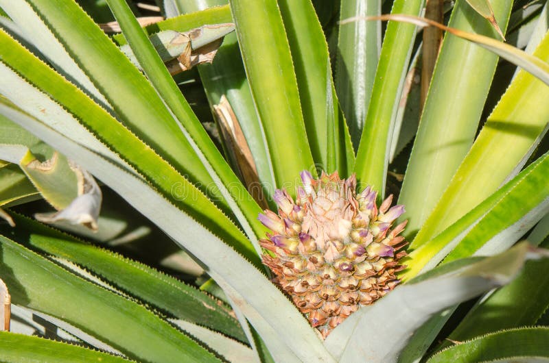 Bloeiende Ananasboom Met Stuifmeel Stock Foto - Image of bloemen, bloei ...