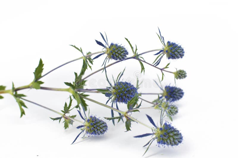 Bloeiende blauwe distel stock afbeelding. Image of seizoen - 12120219