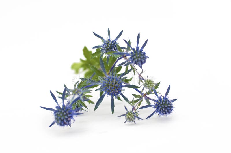 Bloeiende blauwe distel stock afbeelding. Image of bestuiving - 12477125