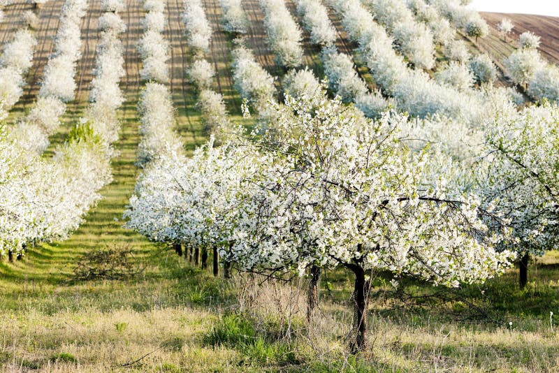 Bloeiende boomgaard stock afbeelding. Image of naughty - 24226635