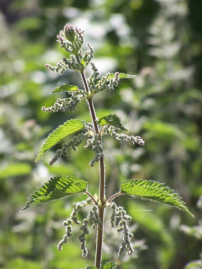 Bloeiende Brandnetel stock afbeelding. Image of steken - 135919