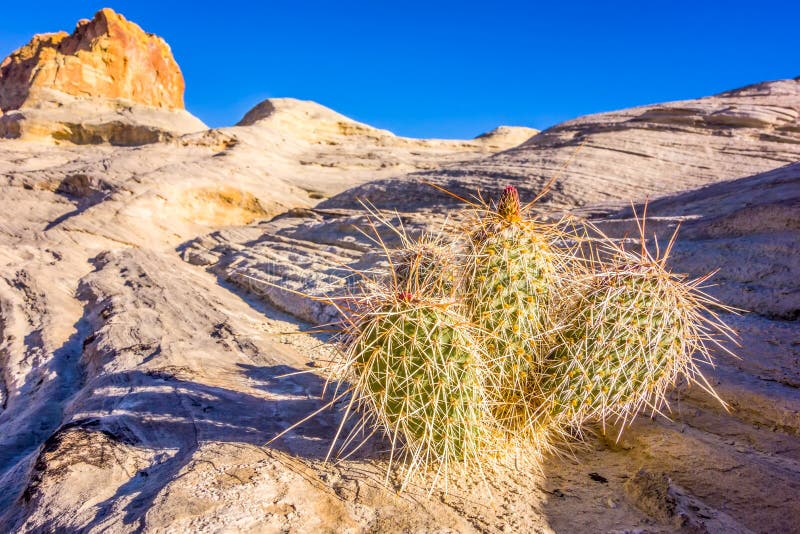 Bloeiende Cactus in De Woestijn Van Arizona Stock Afbeelding - Image of ...