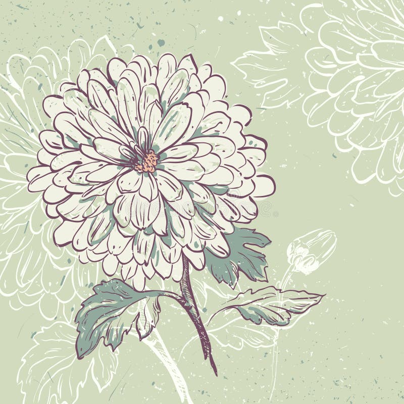 Bloeiende Chrysant vector illustratie. Illustration of niemand - 18723671