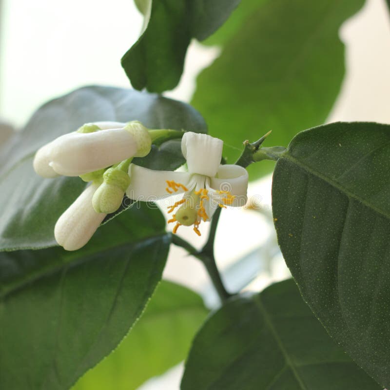 Bloeiende citroenboom stock afbeelding. Afbeelding bestaande uit ...
