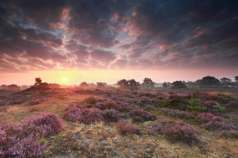 Zonsopgang En Bloeiende Heide Op Duinen Stock Foto - Afbeelding ...