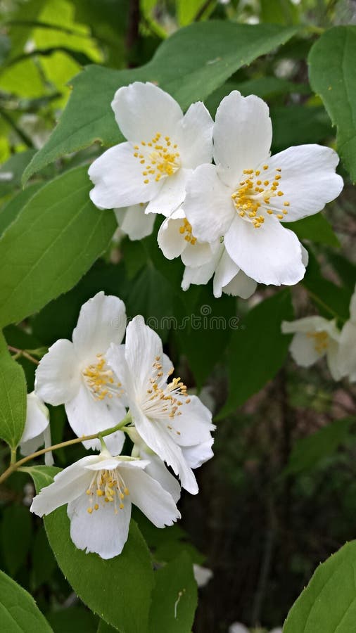 Bloeiende Jasmijn stock afbeelding. Image of bloemen - 55766291