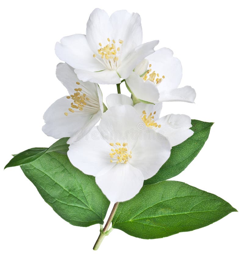 Bloeiende Jasmijnstruik in Het Park Stock Foto - Image of groen ...