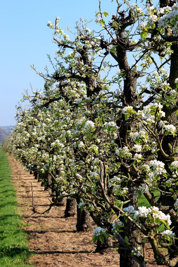 Bloeiende Kersenbomen in Nederlandse Boomgaard Stock Foto - Image of ...