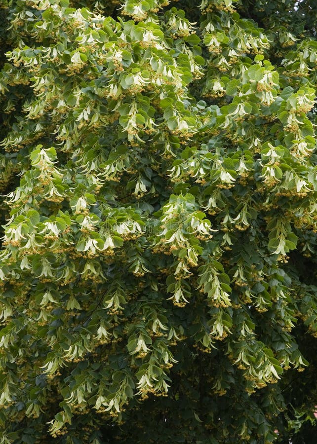 Het blad van de lindeboom stock afbeelding. Image of boom - 124785985