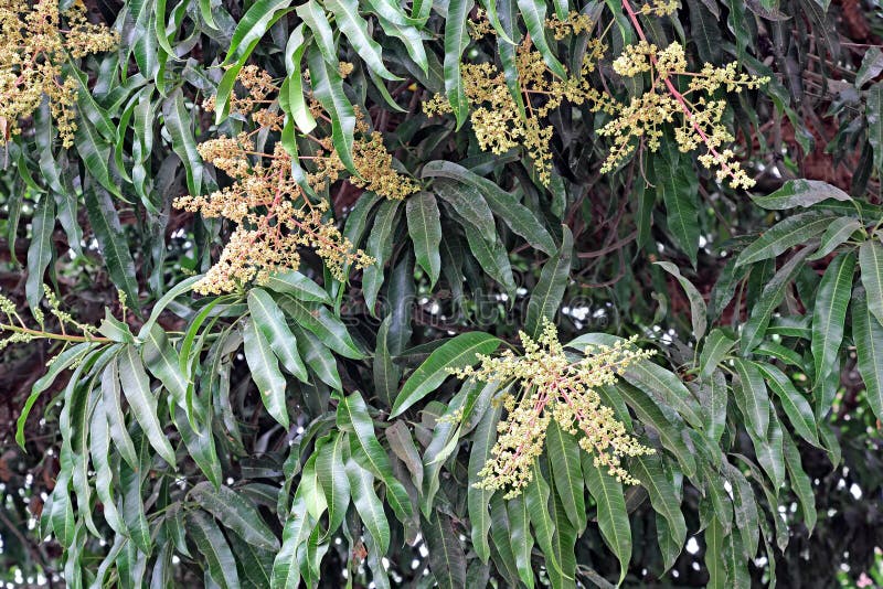 Bloeiende Mangoboom stock afbeelding. Image of bloesem - 91625871