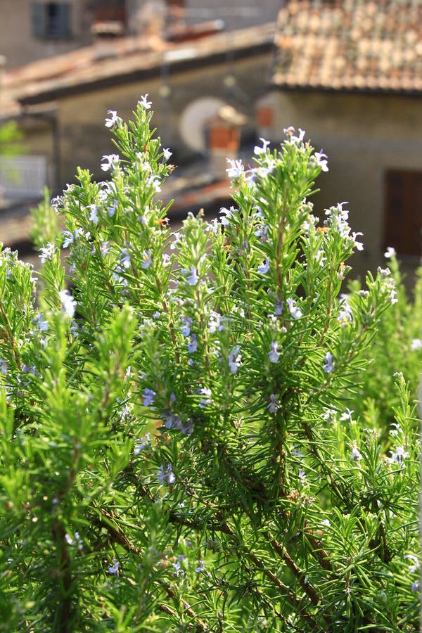 Bloeiende Rozemarijn (officinalis Rosmarinus) Stock Afbeelding - Image ...