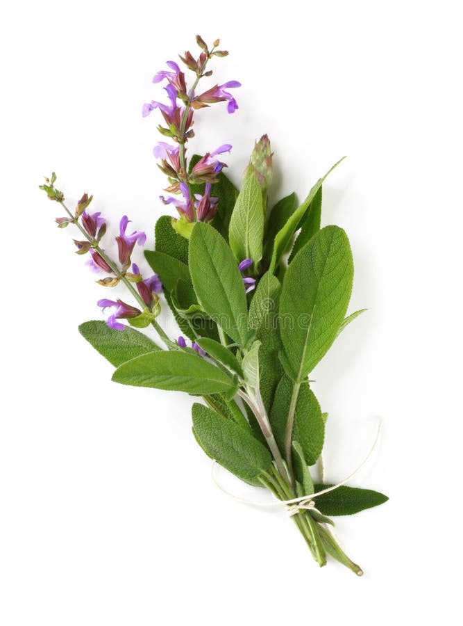 Bloeiende Salie stock foto. Afbeelding bestaande uit bladeren - 6641580