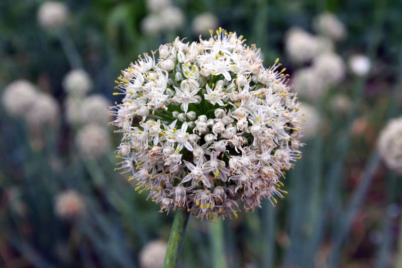 Bloeiende Uienplant in De Tuin. Witte Uien Bloemen. Stock Foto - Image ...