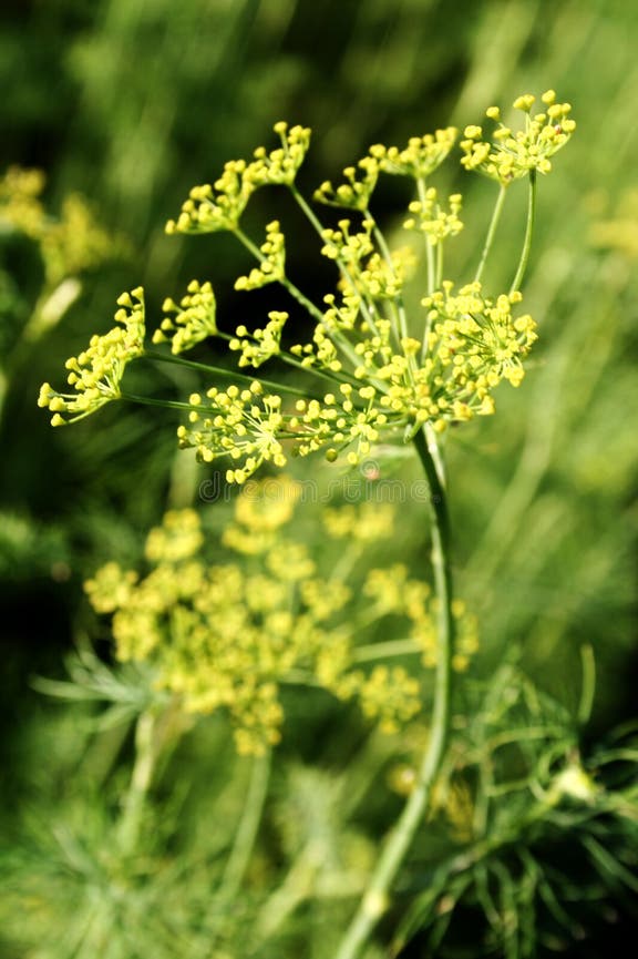 Bloeiende venkel stock afbeelding. Image of sluit, venkel - 1774019