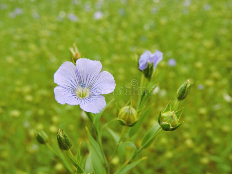 Vlas. planten met bloemen stock afbeelding. Image of flora - 229848467
