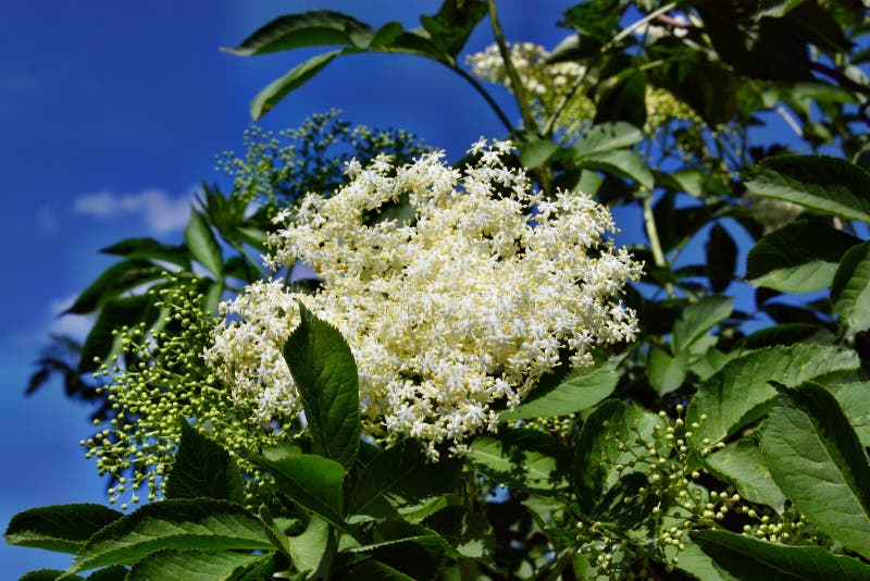 Grote Bloeiende Vlierbesstruik Stock Foto - Afbeelding bestaande uit ...