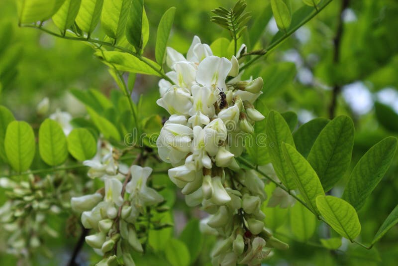 Bloeiende witte acacia stock afbeelding. Image of lente - 146504347