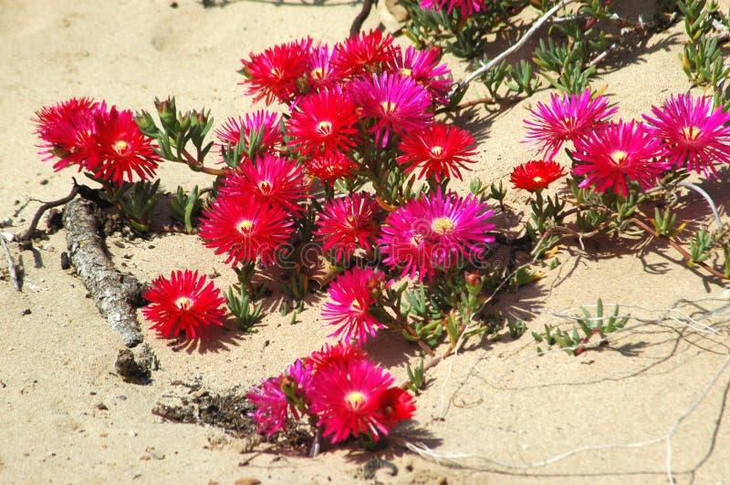 Bloeiende woestijn stock afbeelding. Image of afrikaans - 3499629