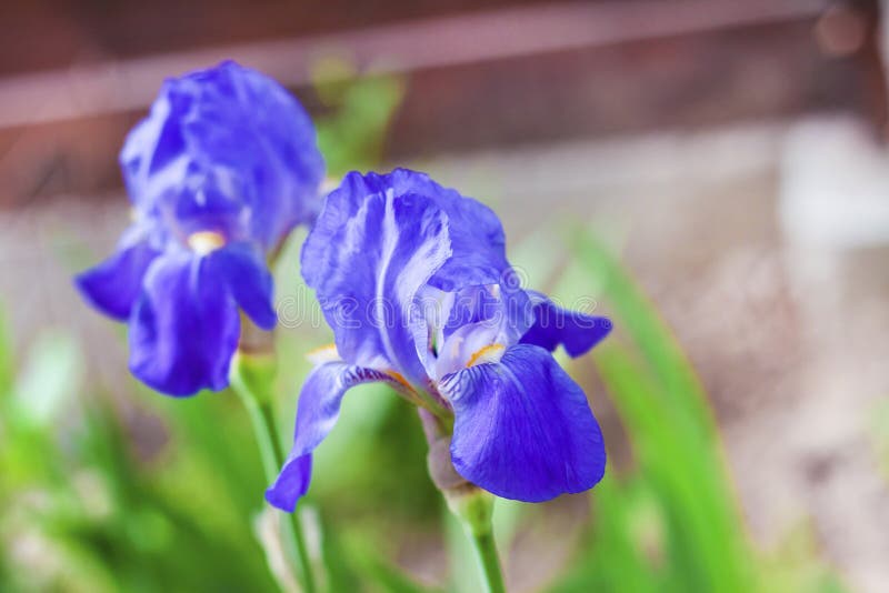 De Blauwe Iris Bloeit Close-up Op Houten Omheiningsachtergrond Stock Foto - Image of helder ...