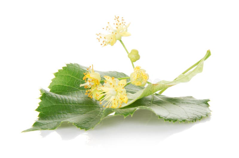 Bloem En Het Blad Van Lindeboom Stock Afbeelding - Image of aantal ...