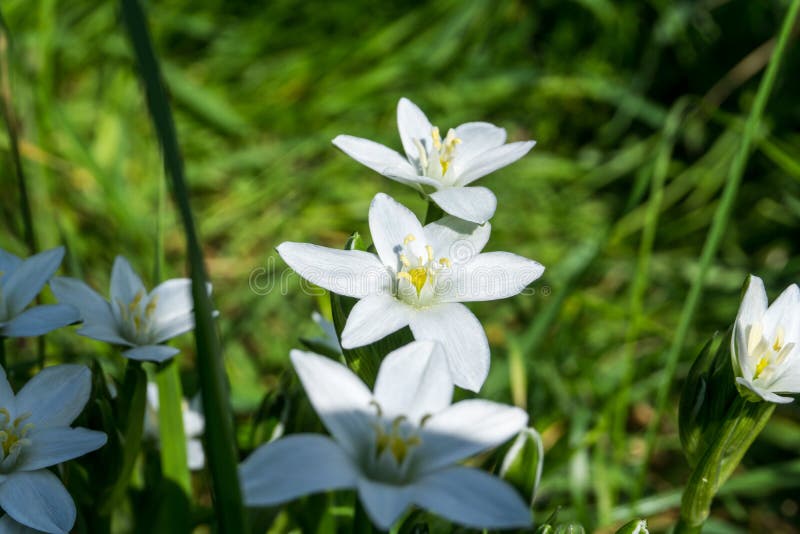 Bloem met witte bloemen stock foto. Image of water, patroon - 94214920