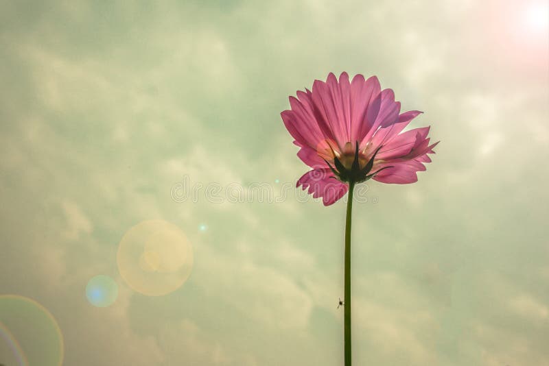 Bloem onder de hemel stock afbeelding. Image of najaar - 109323635