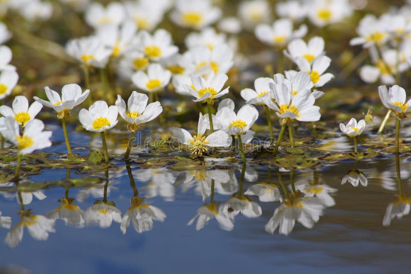 Bloem op water stock foto. Image of weinig, lente, alpen - 12176128