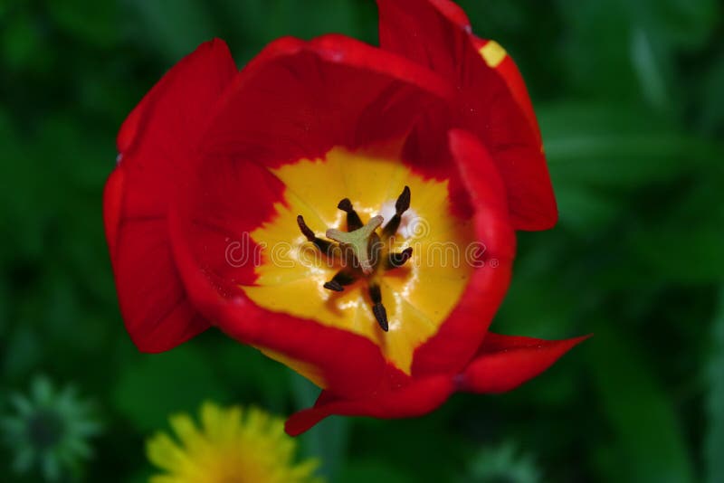 Bloem Tulp Rode Tulp Op Een Groen Gras Stock Afbeelding - Afbeelding ...