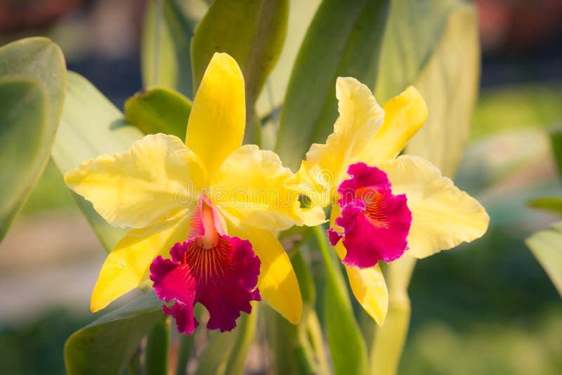 Bloem Van De Cattleya De Gele Orchidee Stock Foto - Afbeelding ...