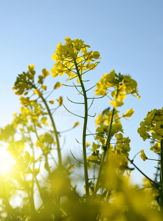 Bloem Van Een Raapzaad Bij Zonsondergang Stock Afbeelding - Image of ...