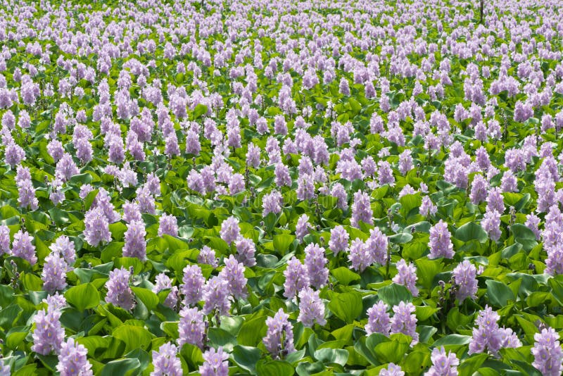 Bloem Van Het Gebied Van De Waterhyacint Door Een Oog Dat Van ...