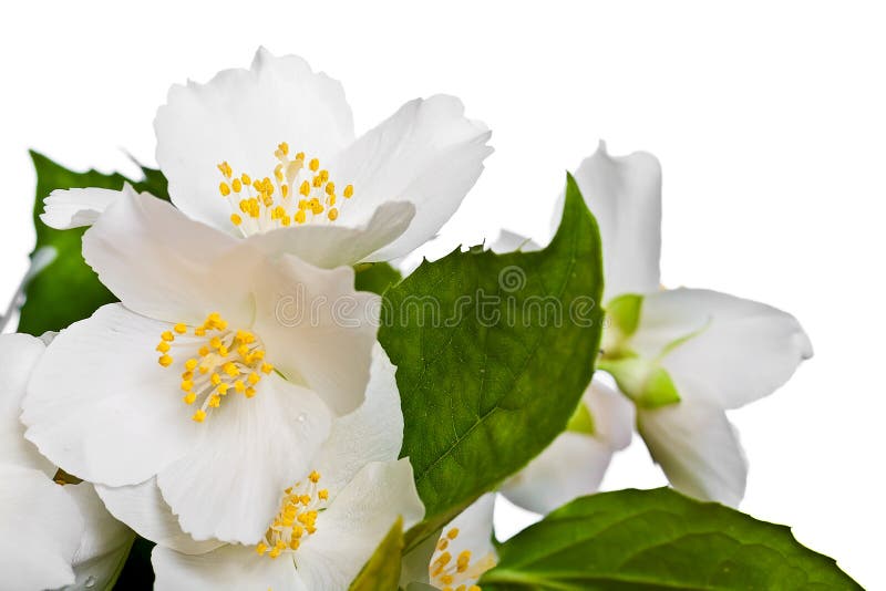 Bloem van jasmijn. stock foto. Image of stam, cadeau - 24723864