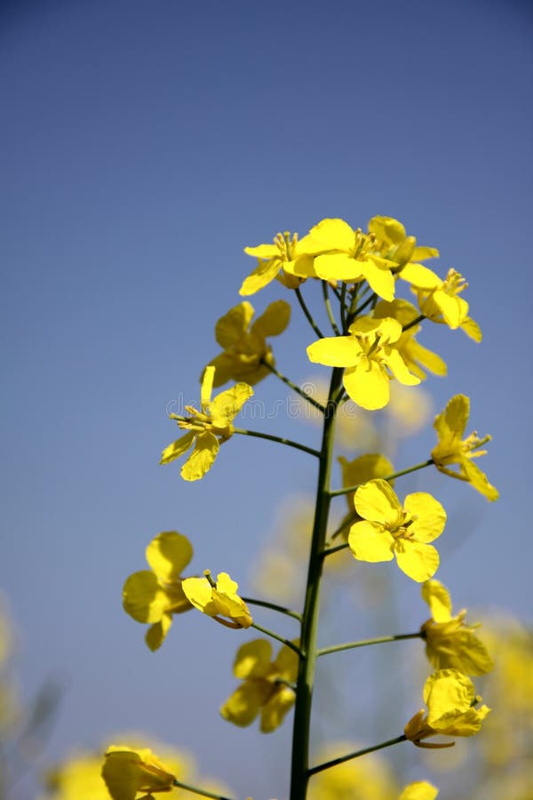 Bloem van koolzaad stock afbeelding. Image of groen, vrede - 17399947